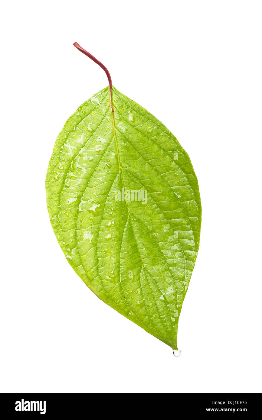 Single leaf isolated on white background Stock Photo - Alamy