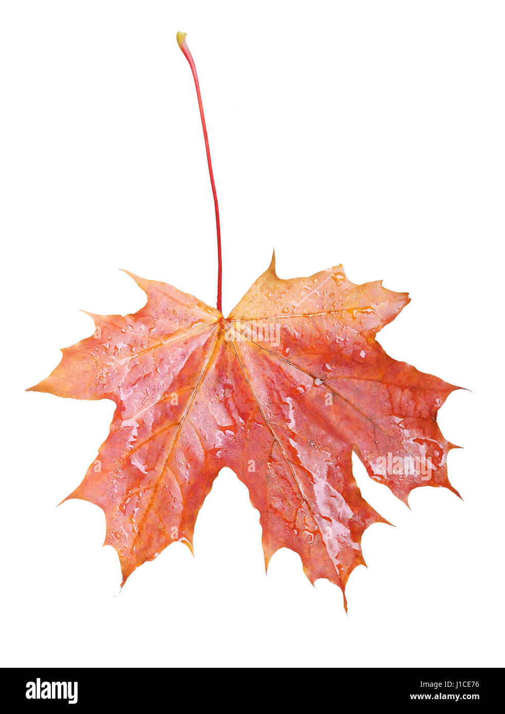 Single leaf isolated on white background Stock Photo - Alamy