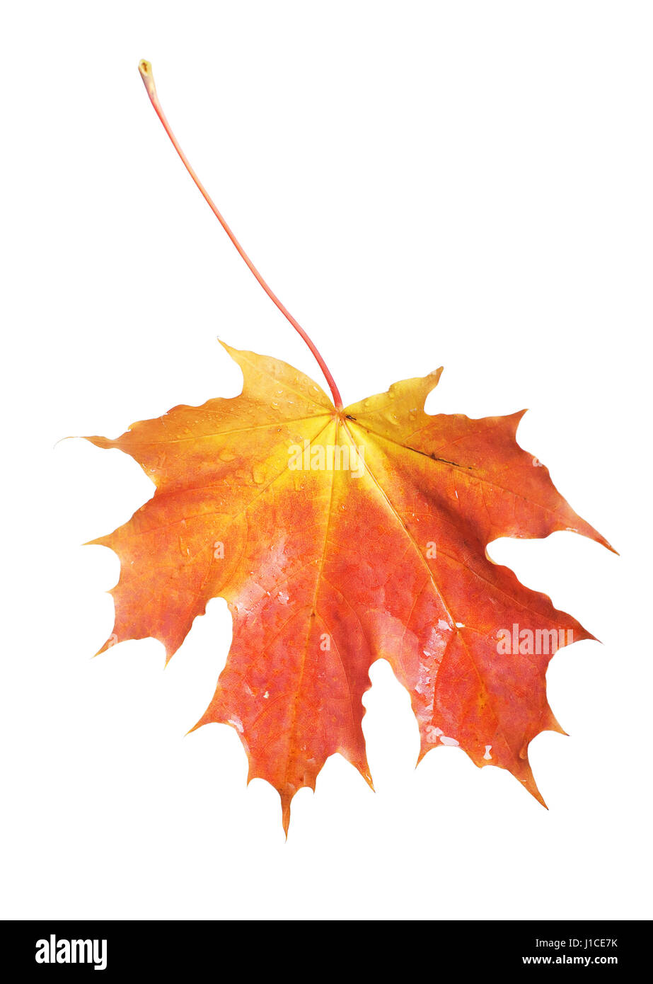 Single leaf isolated on white background Stock Photo - Alamy