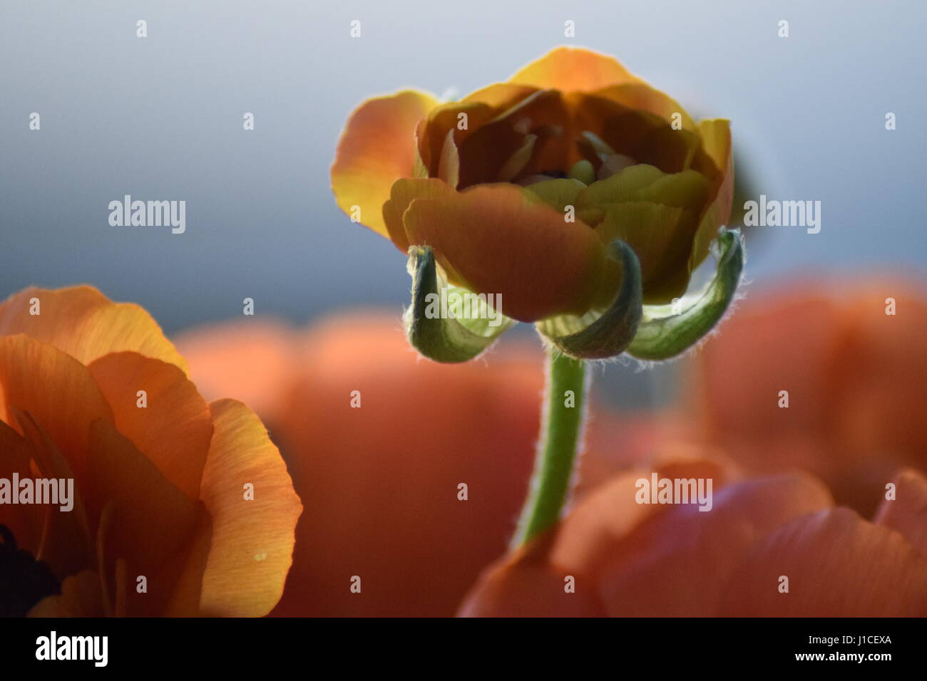 Beautiful colorful flowers Stock Photo - Alamy Beautiful colorful flowers Stock Photo - Alamy