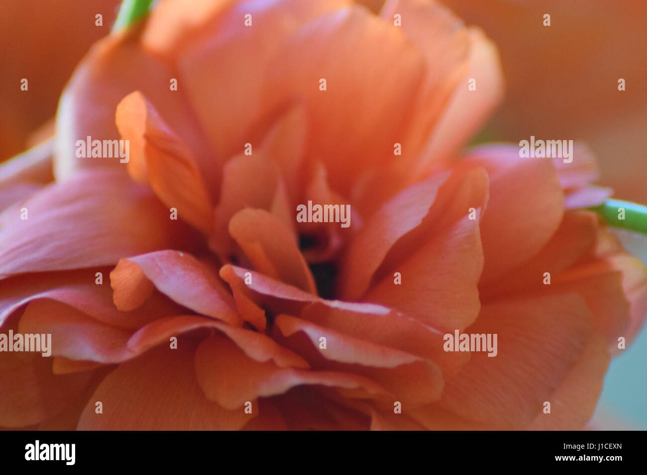 Beautiful colorful flowers Stock Photo - Alamy Beautiful colorful flowers Stock Photo - Alamy