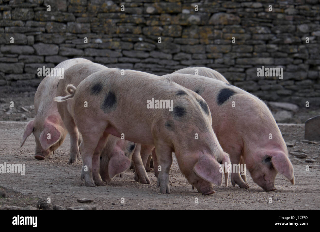 Pigs feeding in a yard in a farm in Wiltshire,England,UK Stock Photo ...