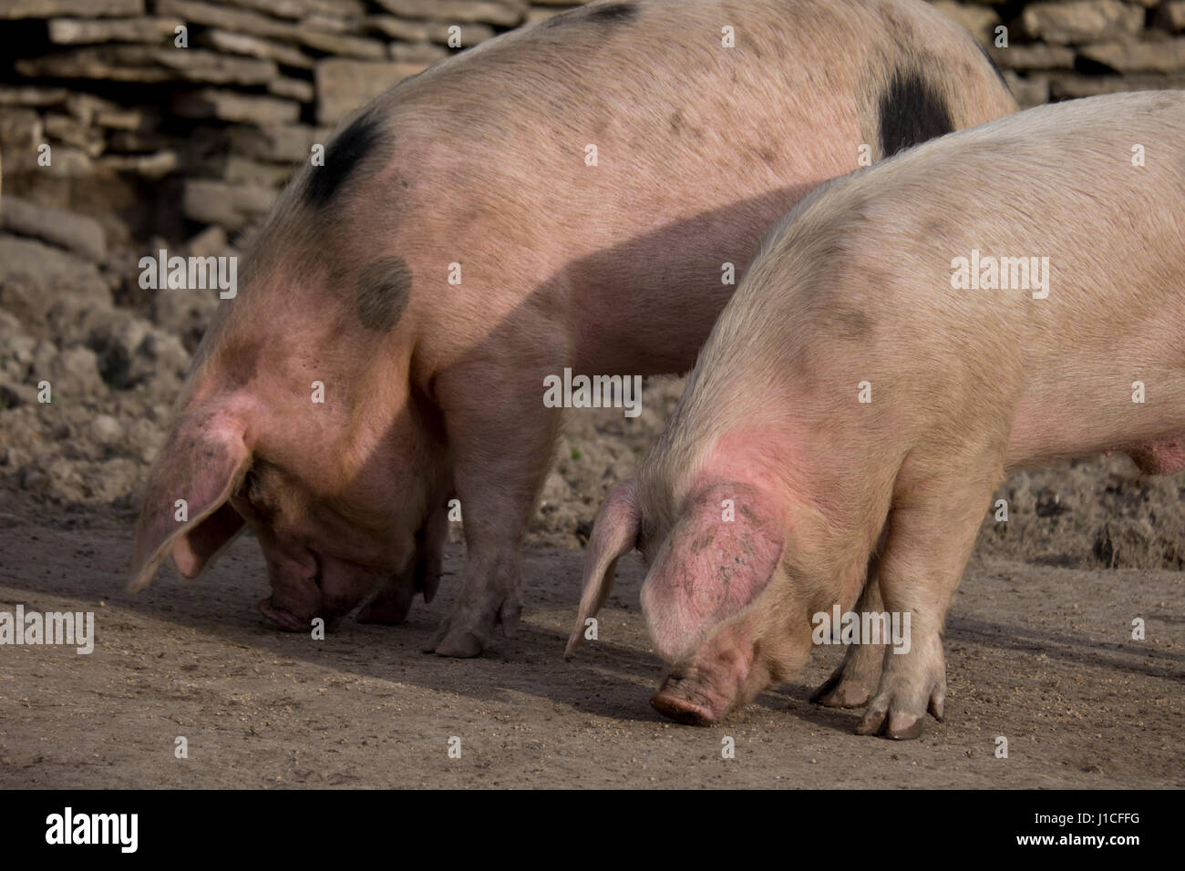 Pigs feeding in a yard in a farm in Wiltshire,England,UK Stock Photo ...