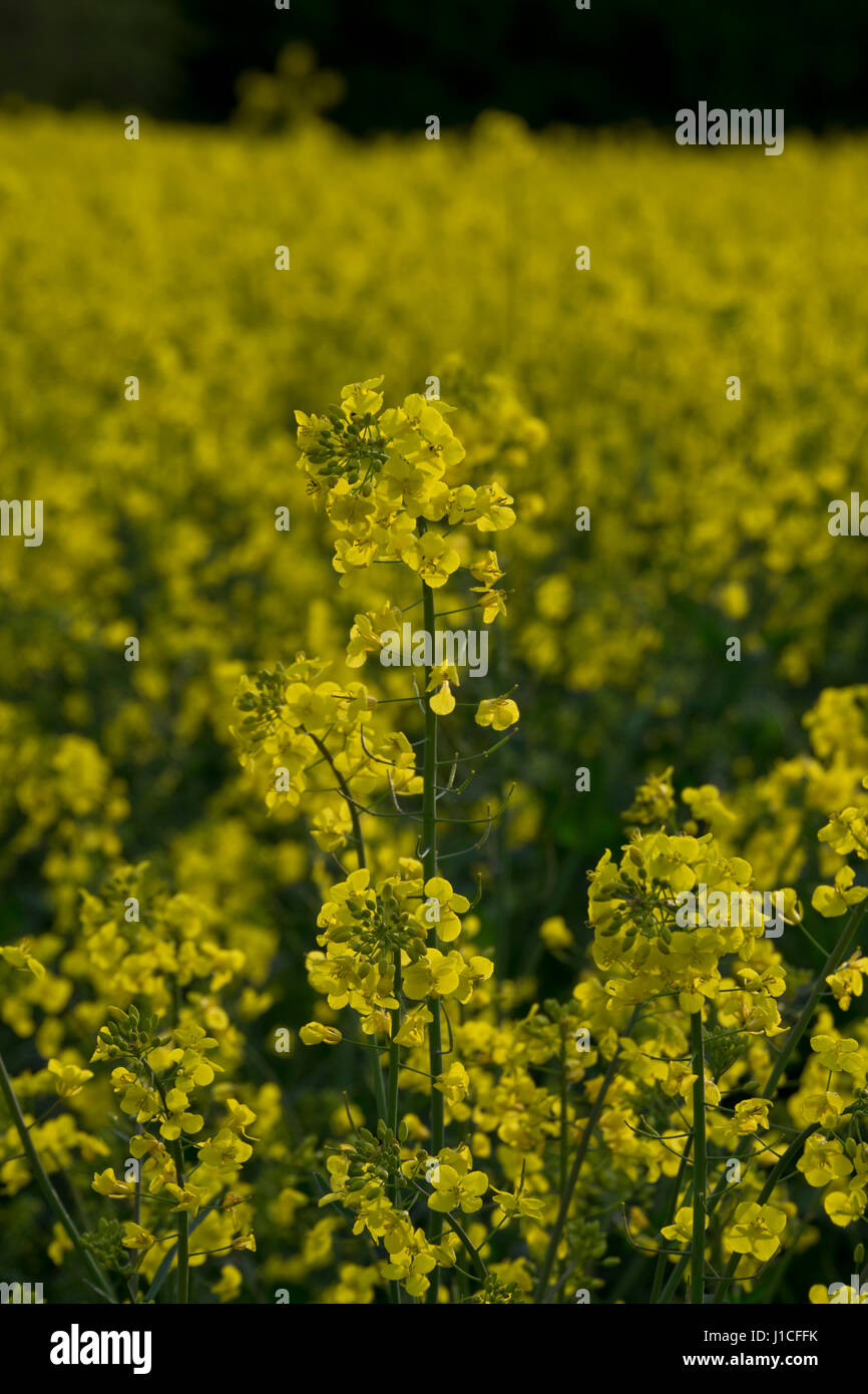 Grape seed oil field in a farm in Wiltshire,England,UK Stock Photo - Alamy