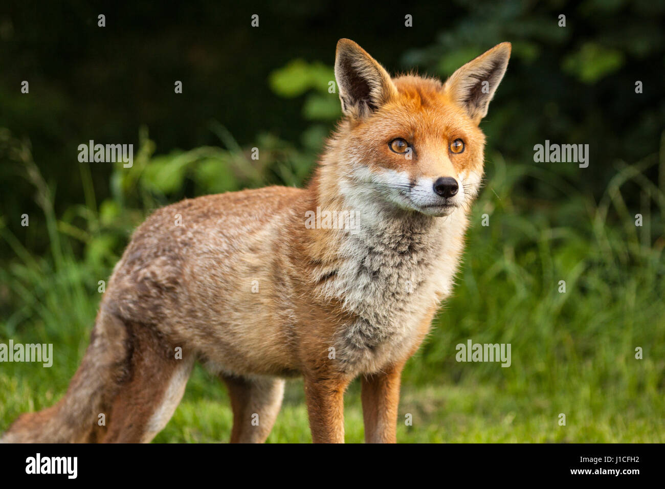 Big Male Red Fox Juvenile Red Fox #1 By Science Photo Library