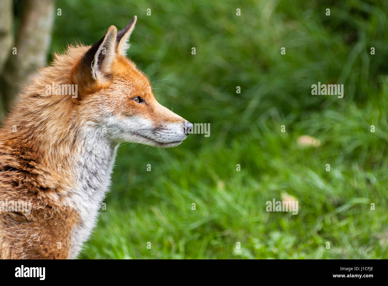 Male fox in a field, British Wildlife Centre, Surrey, UK Stock Photo ...