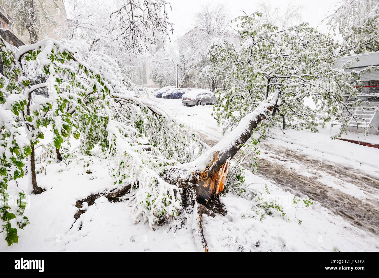 Chisinau, Republic of Moldova - April 20, 2017: Tree with green spring ...
