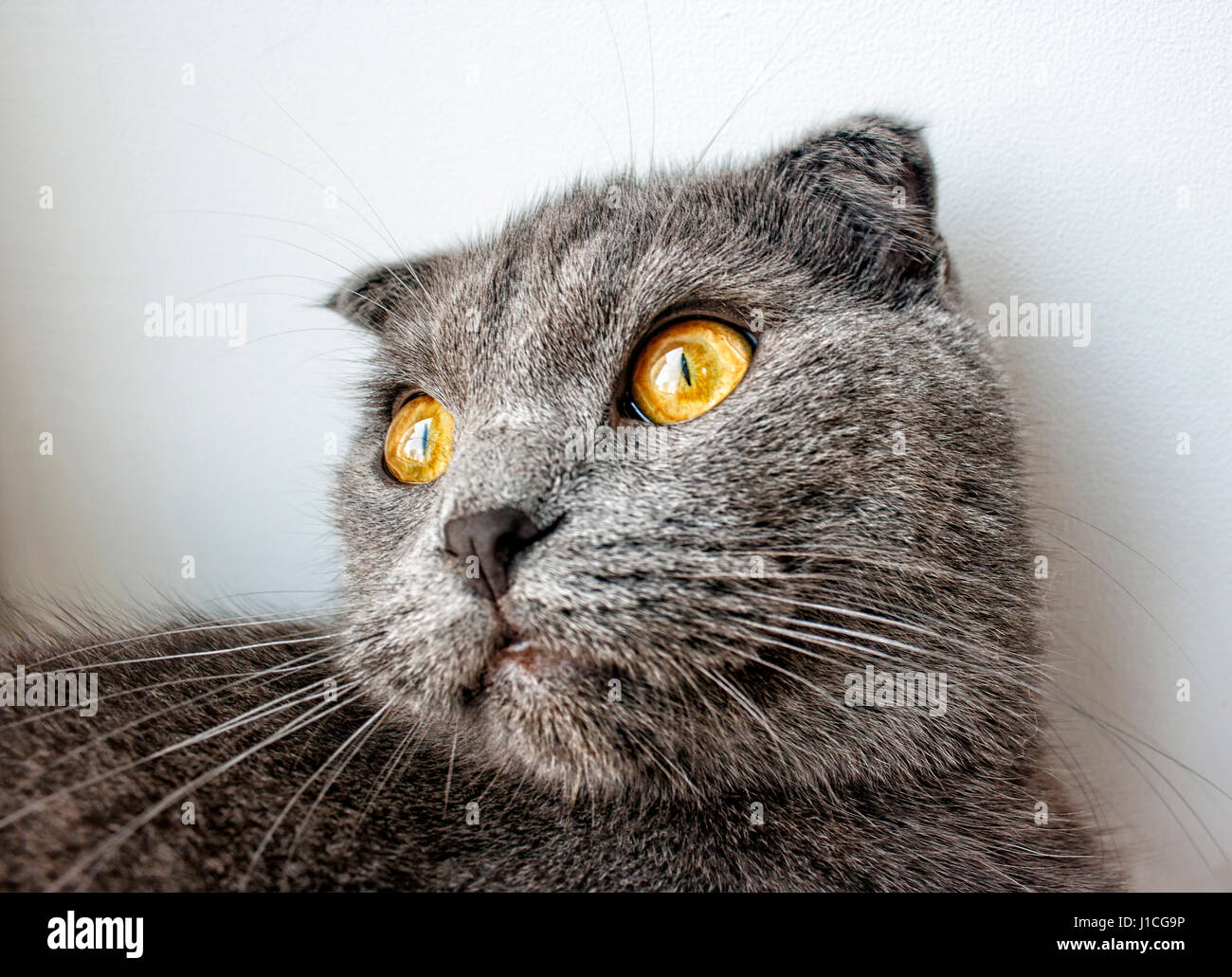 portrait of thoroughbred british cat indoor closeup Stock Photo - Alamy