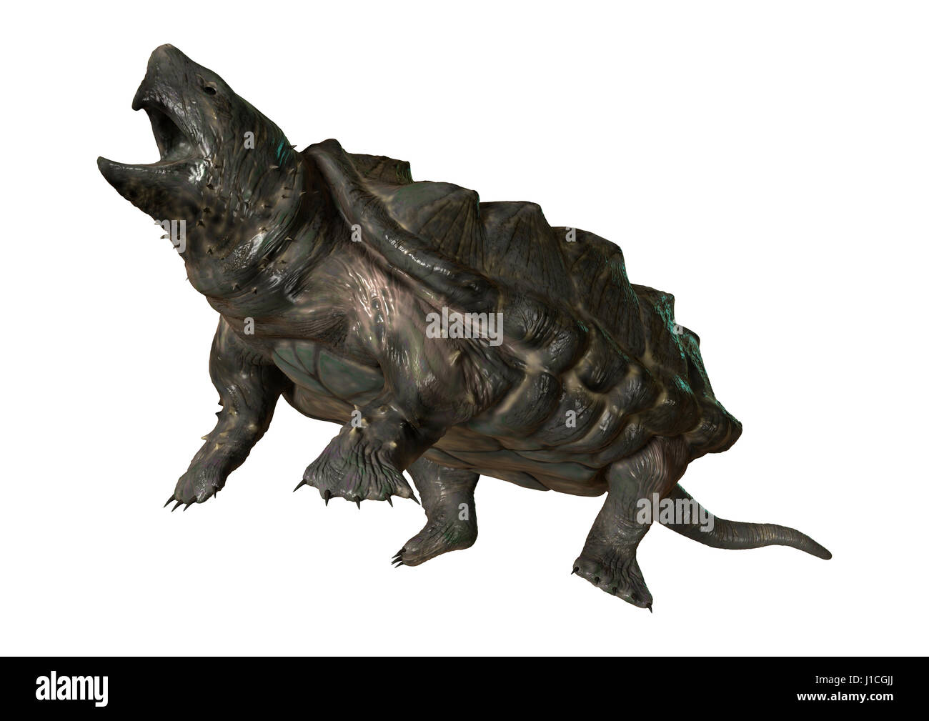 3D rendering of an alligator snapping turtle isolated on white ...