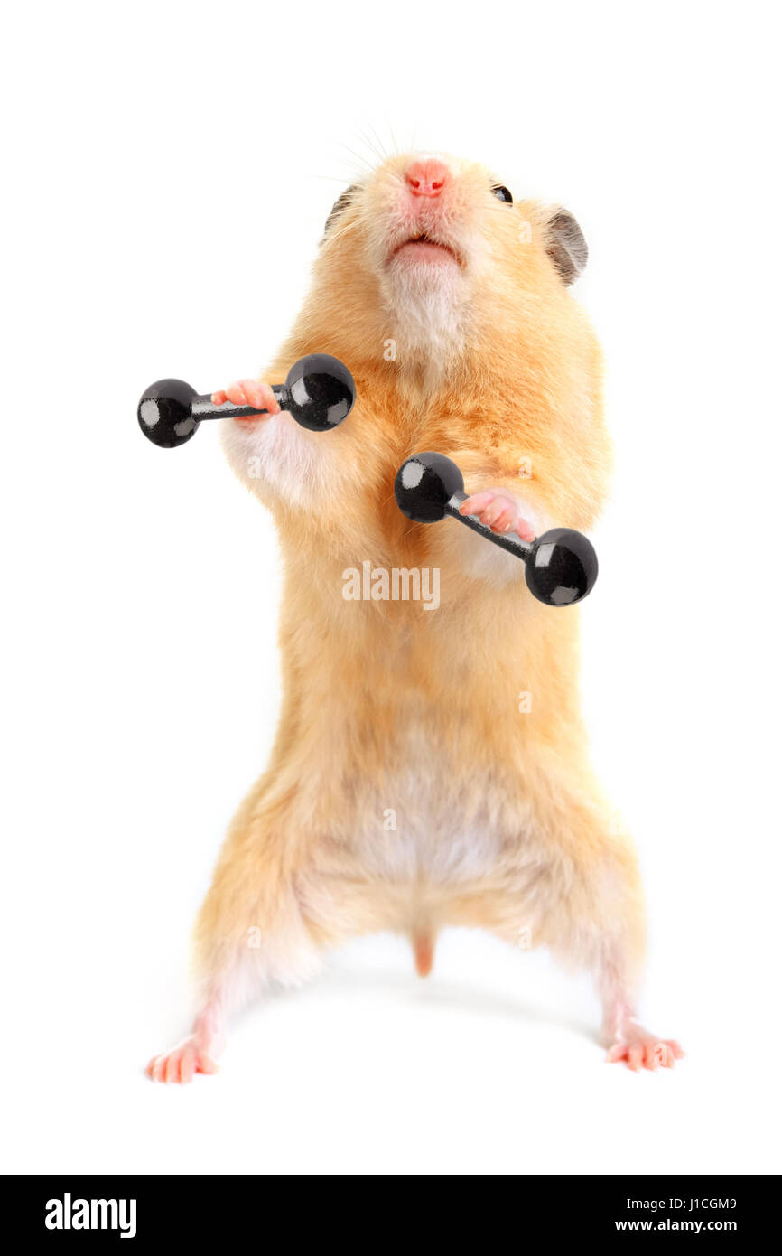Hamster with bar isolated on white Stock Photo - Alamy