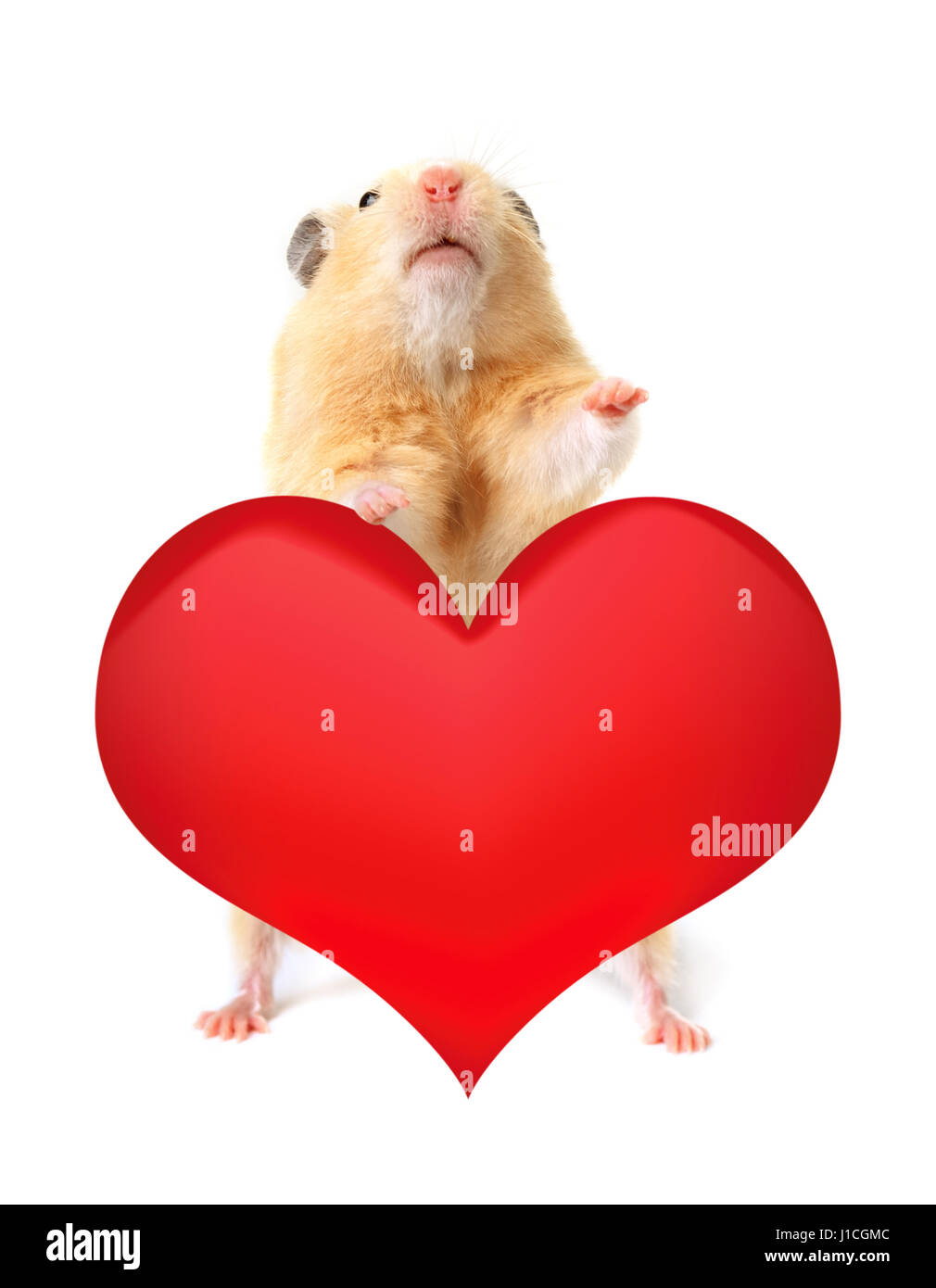 Hamster with heart isolated on white background Stock Photo - Alamy