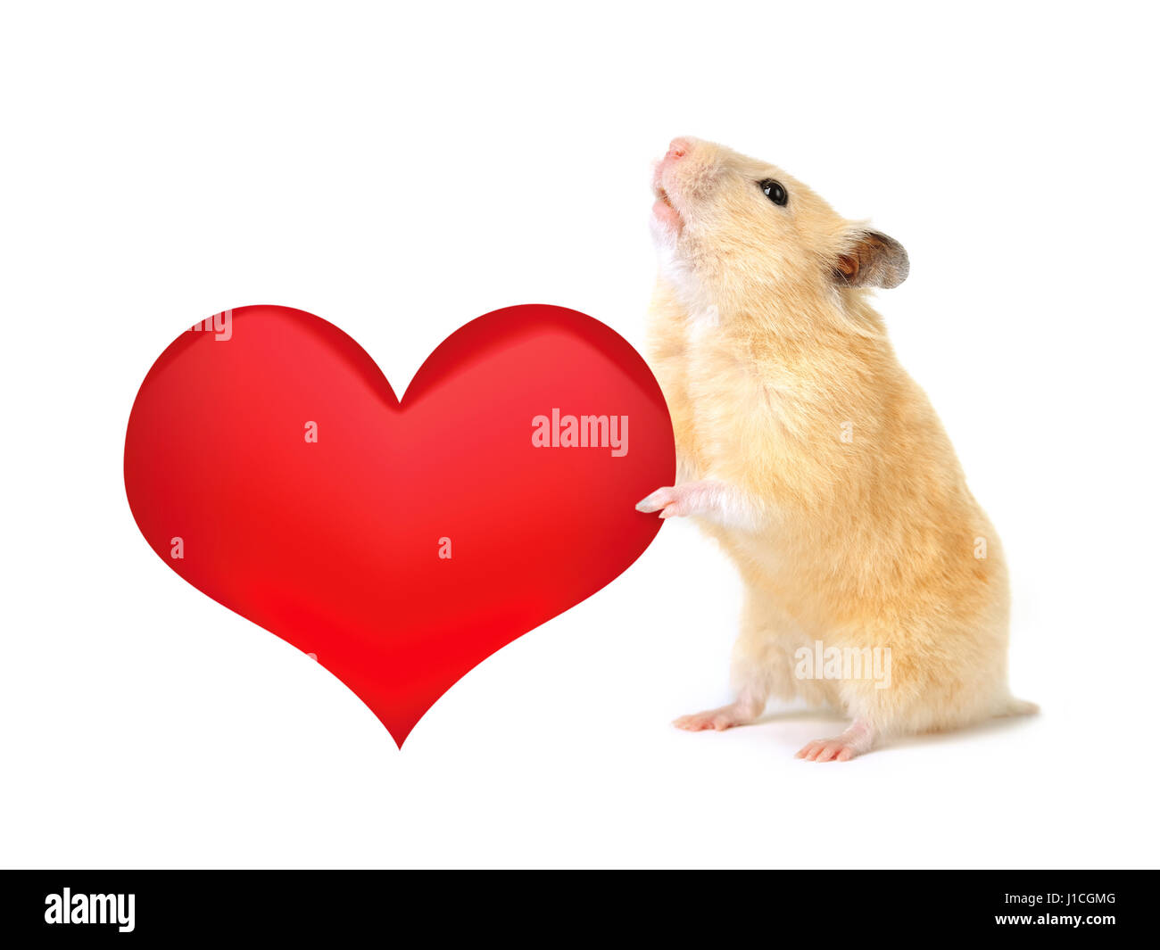Hamster with heart isolated on white background Stock Photo - Alamy