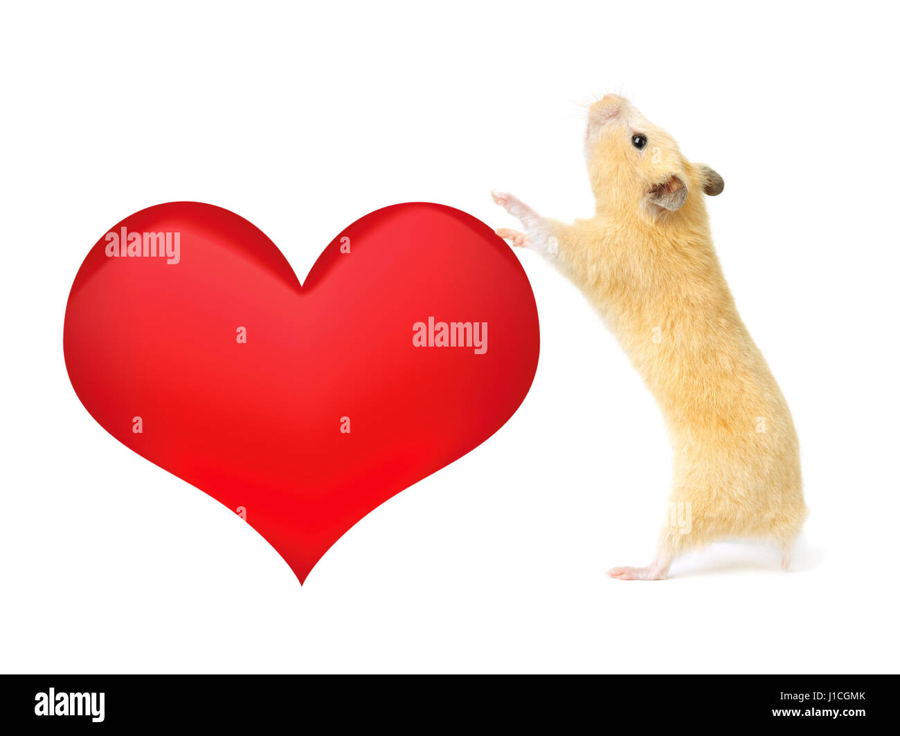 Hamster with heart isolated on white background Stock Photo - Alamy