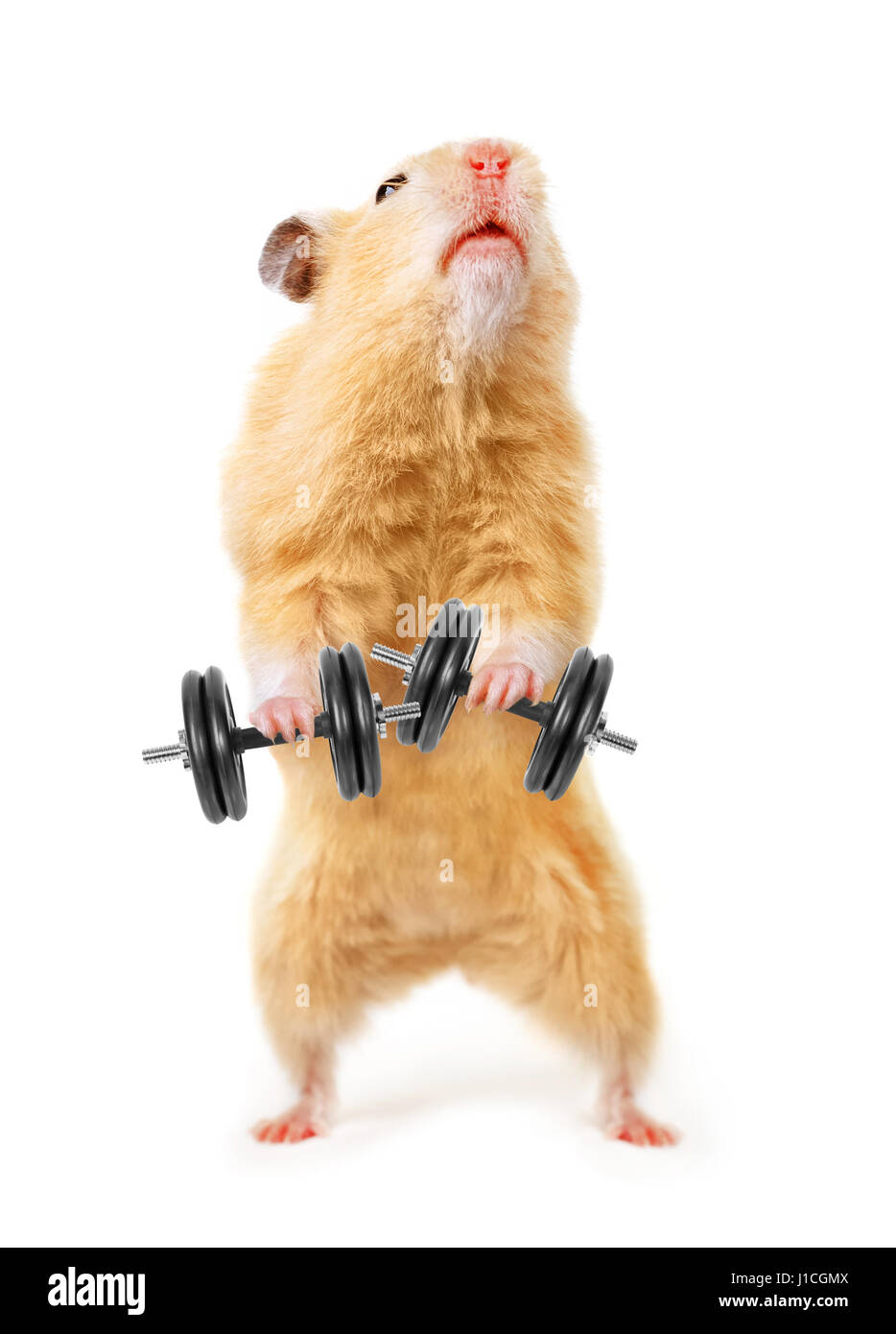 Funny barbell on white Cut Out Stock Images & Pictures - Alamy
