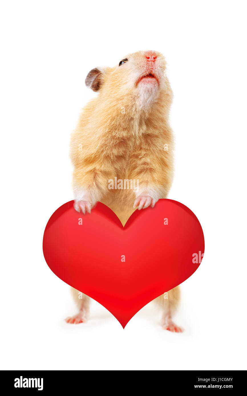 Hamster with heart isolated on white background Stock Photo - Alamy