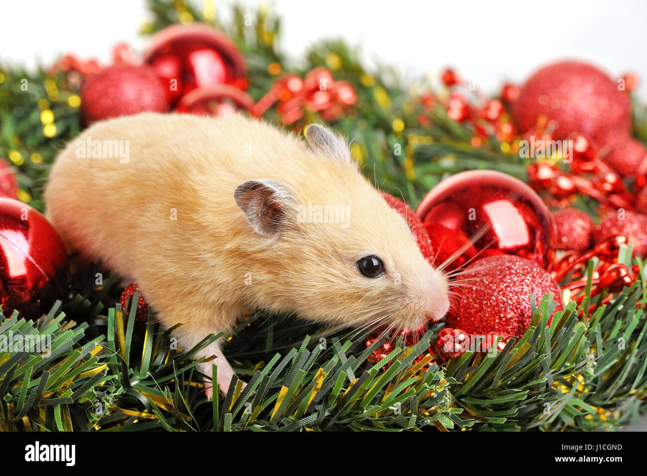 Funny little hamster in branch of fir Stock Photo - Alamy