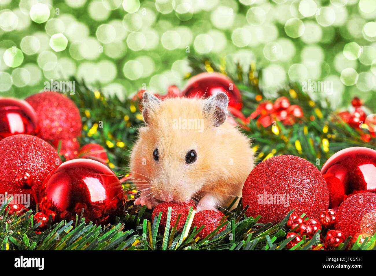 Hamster in nest hi-res stock photography and images - Alamy