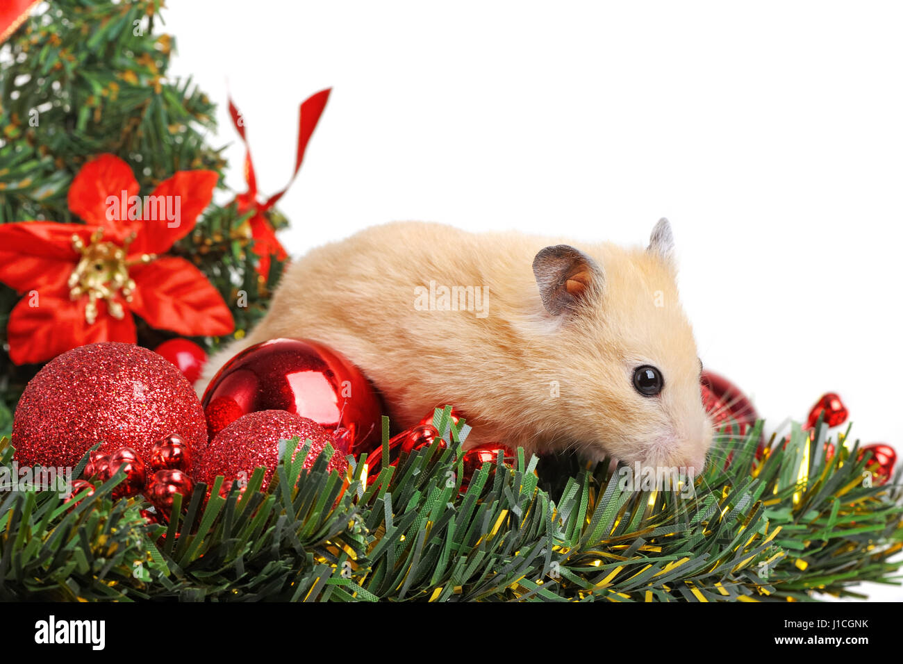 Hamster in nest hi-res stock photography and images - Alamy