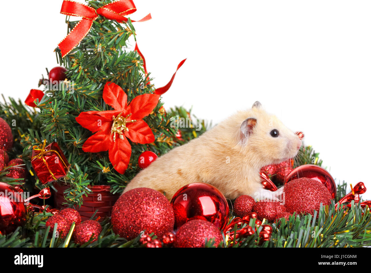 Funny little hamster in branch of fir Stock Photo - Alamy