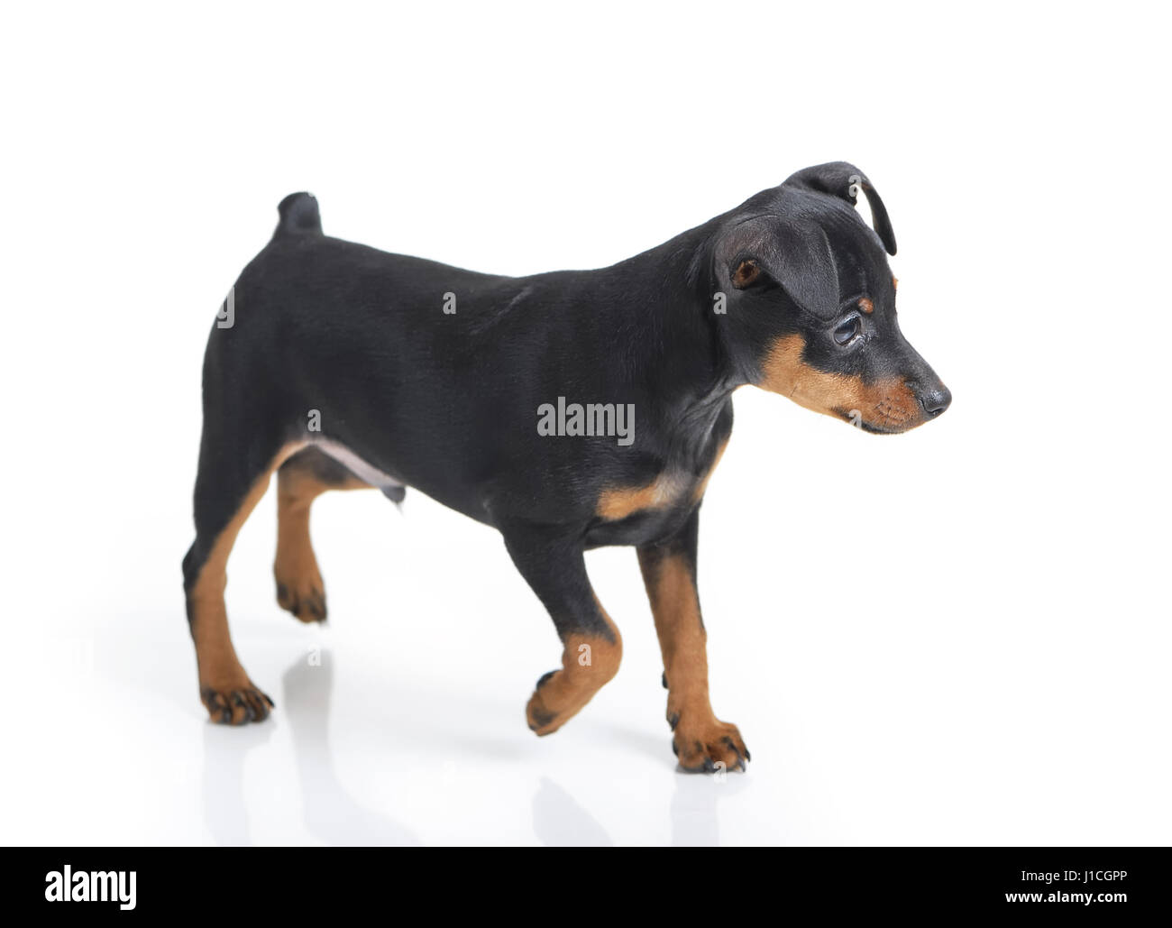 Dwarf Pinscher Dog High Resolution Stock Photography and Images - Alamy
