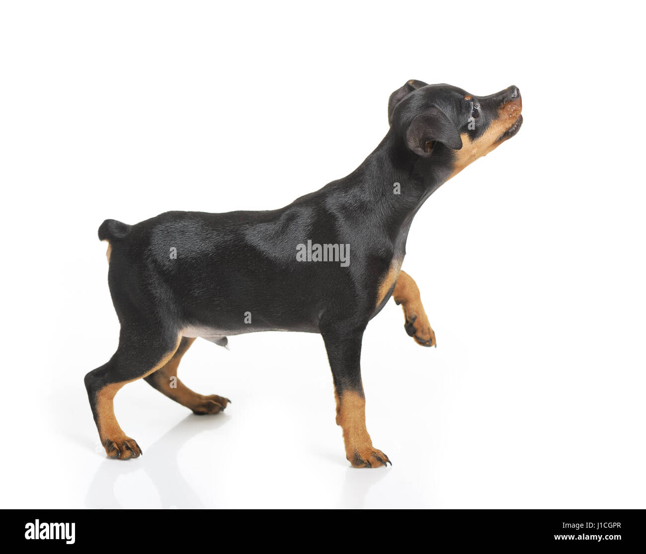 Mini pincher Cut Out Stock Images & Pictures - Alamy