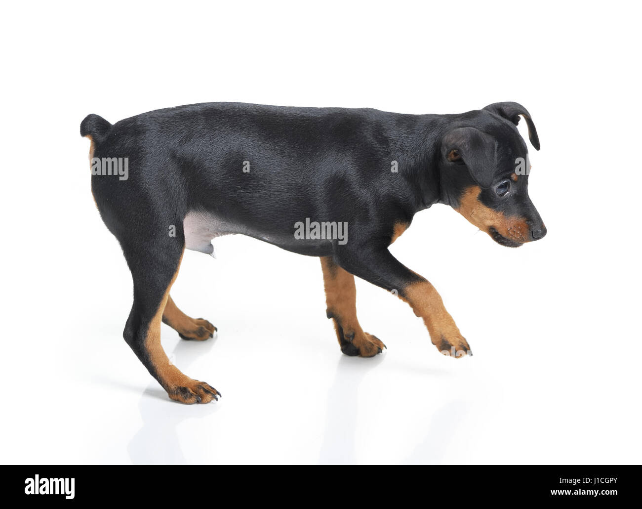 Miniature Pinscher puppy isolated on white background Stock Photo - Alamy
