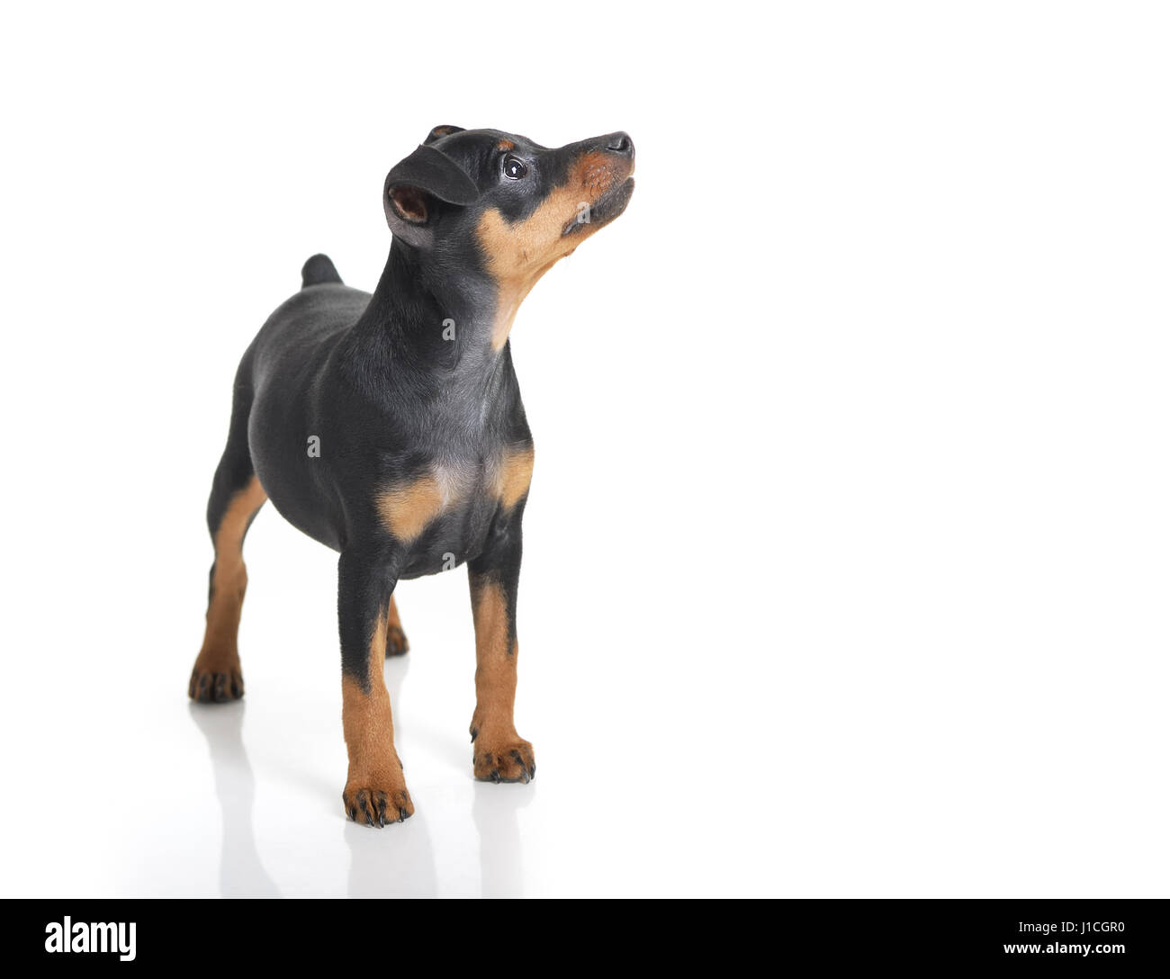 Mini pincher Cut Out Stock Images & Pictures - Alamy