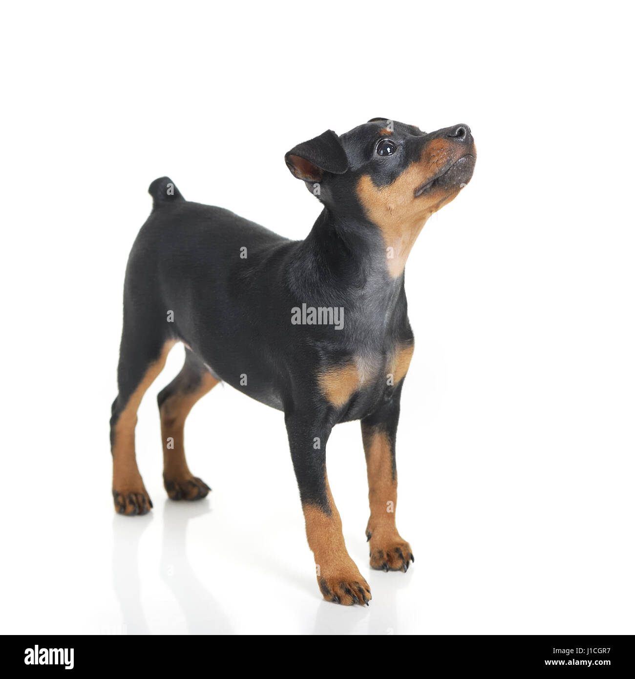 Dwarf pinscher dog hi-res stock photography and images - Alamy