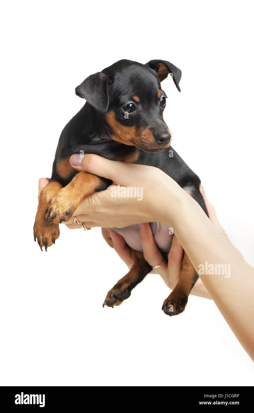 Mini pincher Cut Out Stock Images & Pictures - Alamy