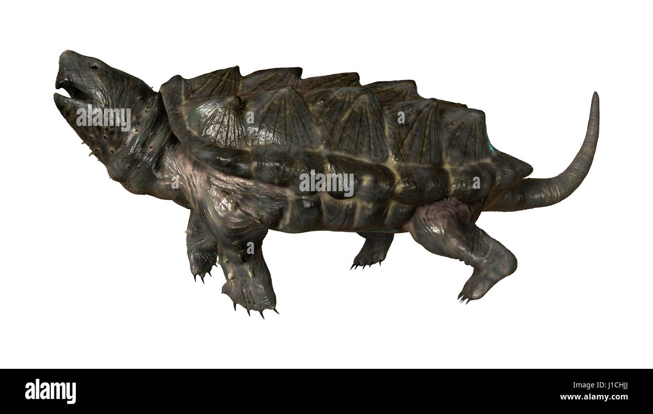 3D rendering of an alligator snapping turtle isolated on white ...