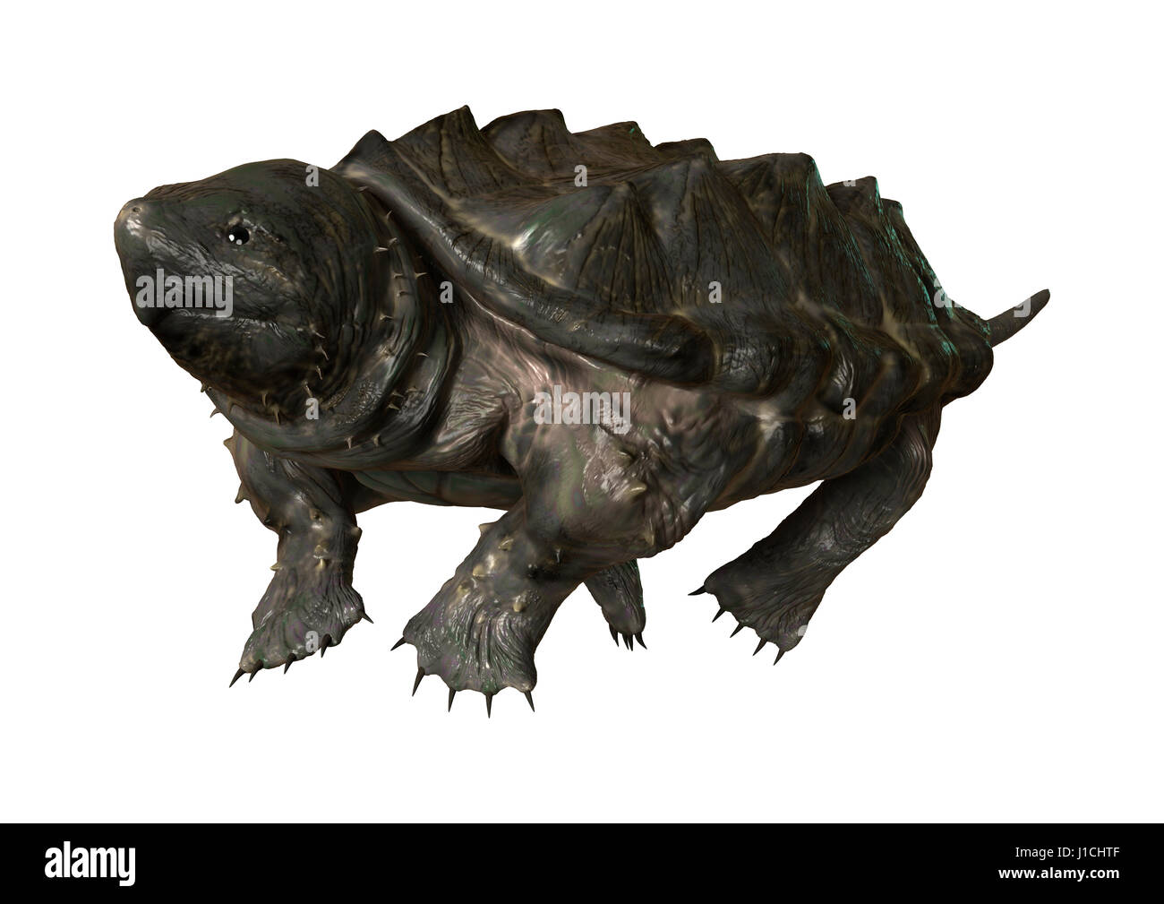Albino Alligator Snapping Turtle