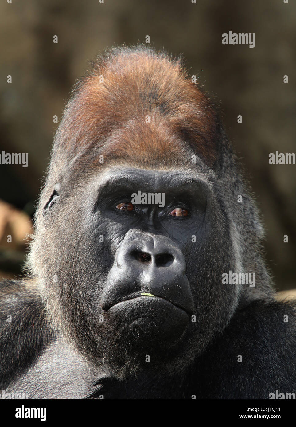 Lowland gorilla face closeup silverback male Cincinnati Zoo, Ohio Stock ...
