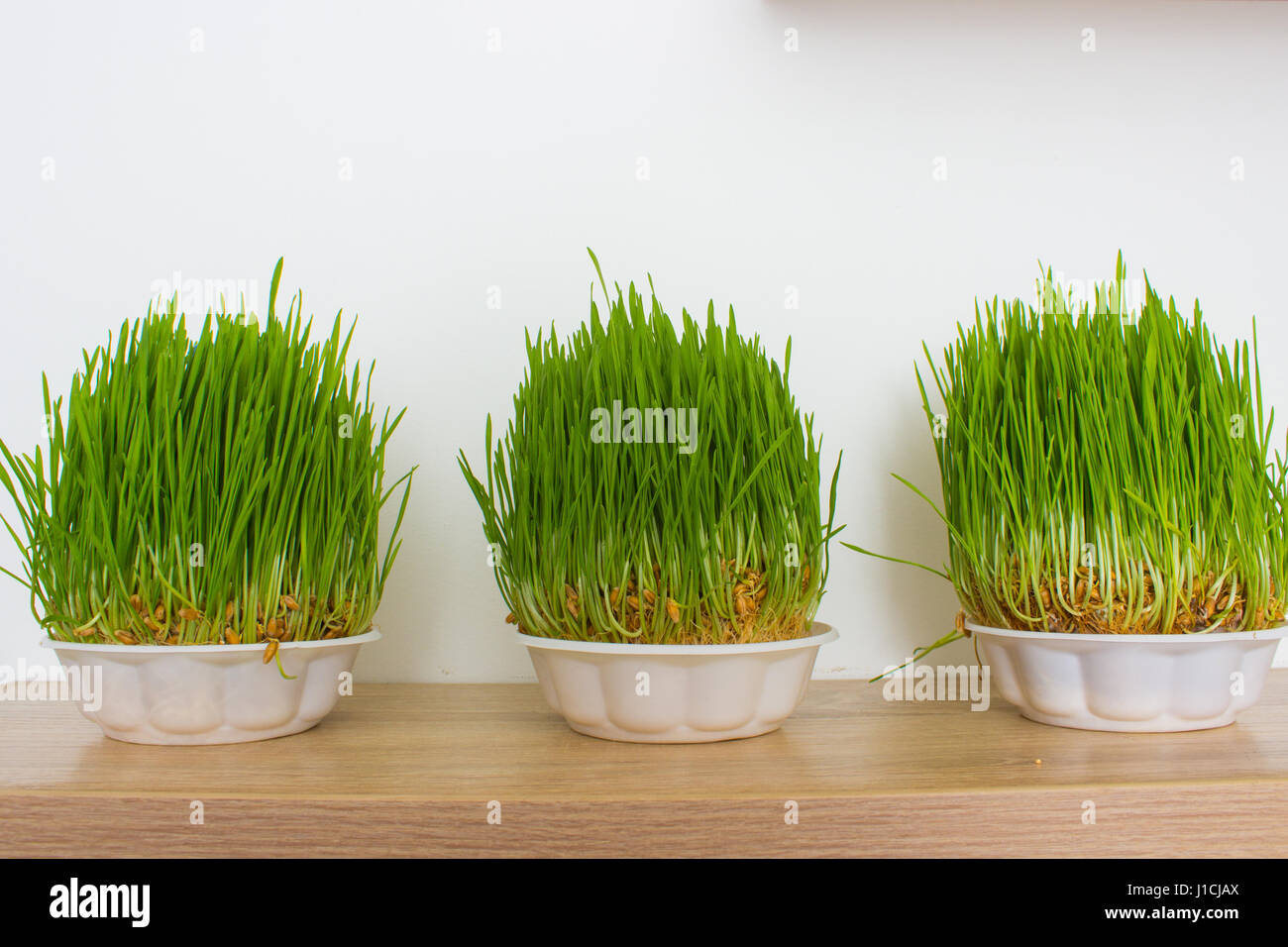 fresh green grass on shelf on white wall background Stock Photo - Alamy