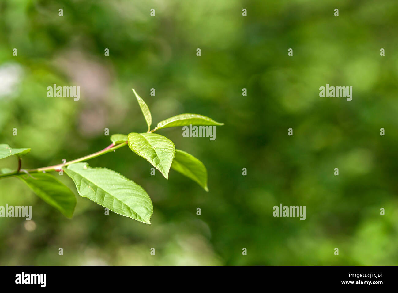 Green leaves of young tree in spring. Beginning of new life in spring ...