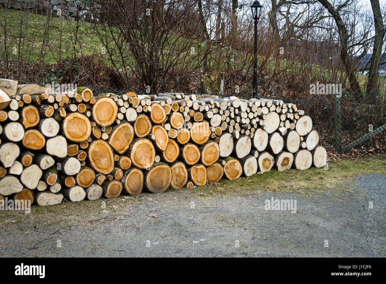 photo of a pile of natural wooden logs with natural background Stock ...