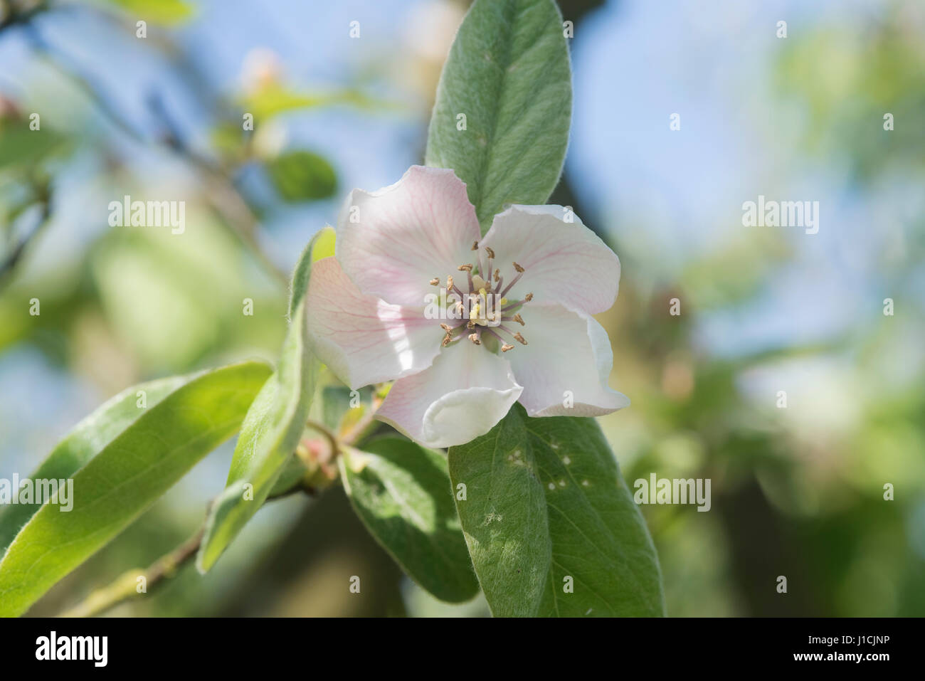 Cydonia oblonga. Quince 'Meechs Prolific' tree flower in spring. UK ...