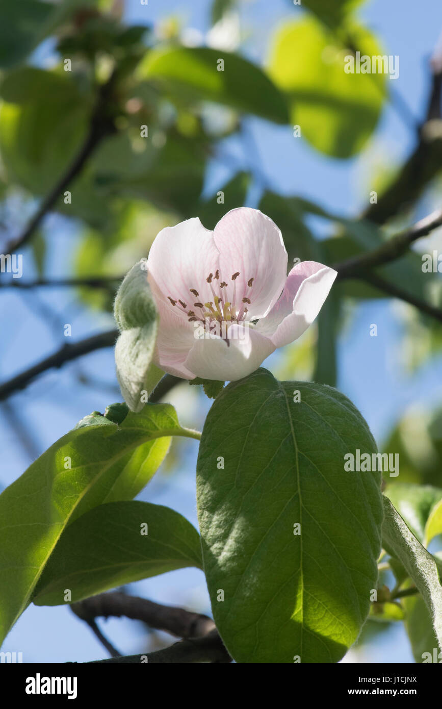 Cydonia oblonga. Quince 'Meechs Prolific' tree flower in spring. UK ...
