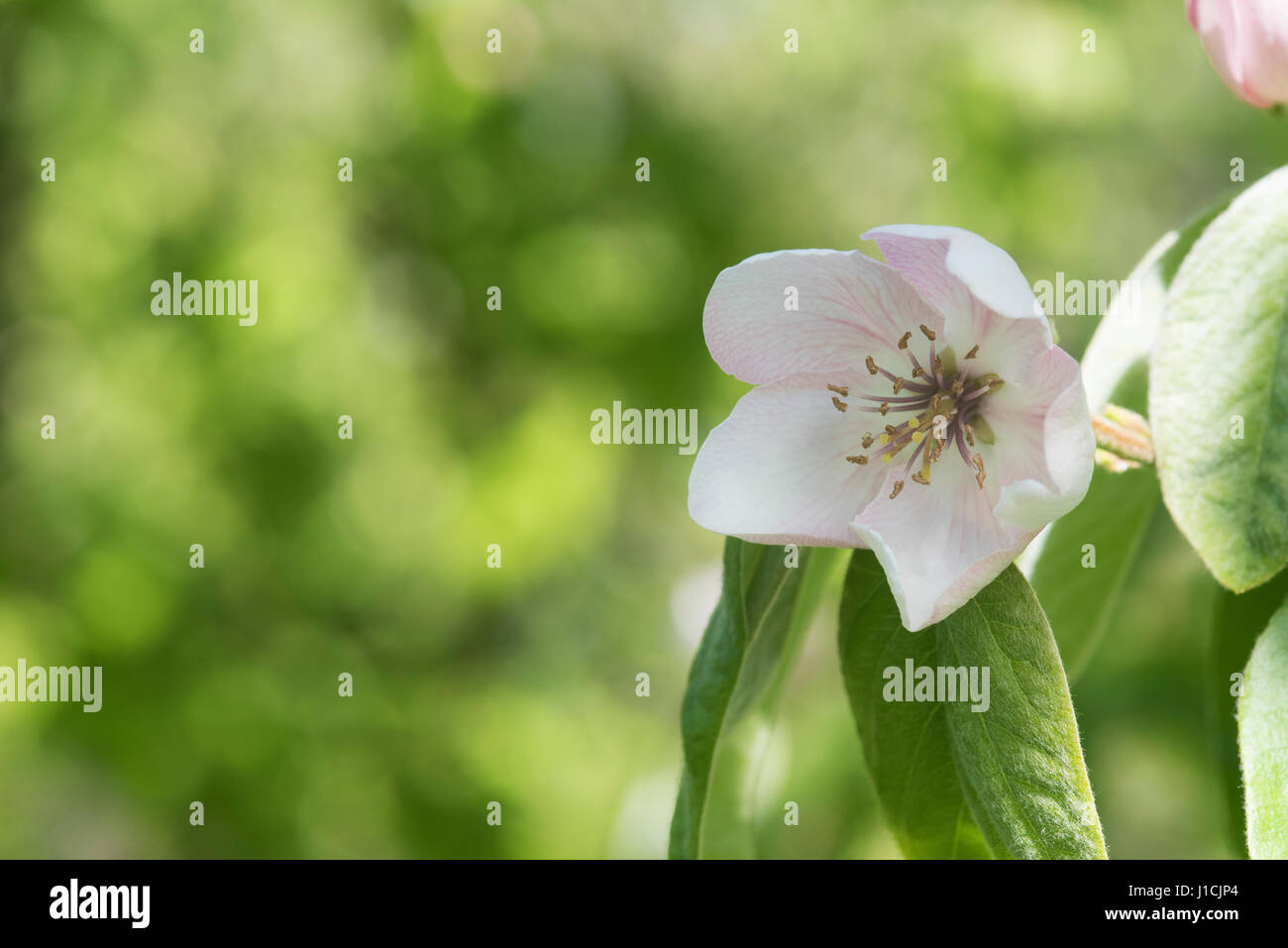 Cydonia oblonga meech’s prolific hi-res stock photography and images ...