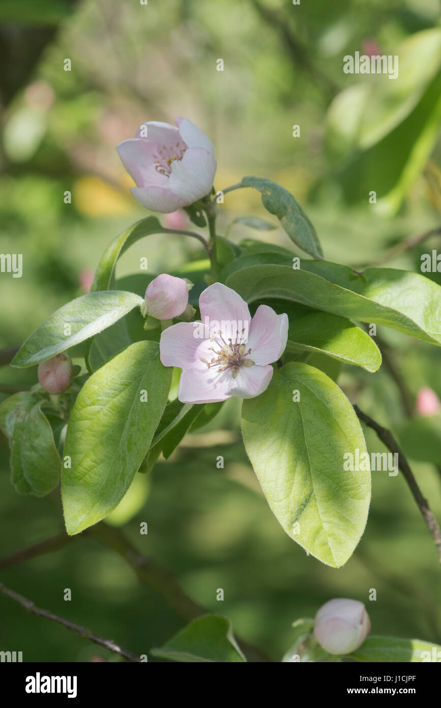 Cydonia oblonga meech’s prolific hi-res stock photography and images ...