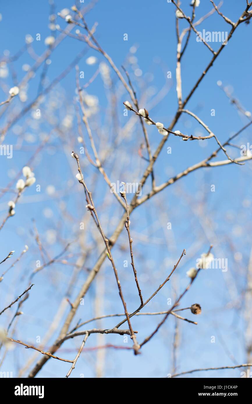 Tiny new white buds on a tree in early spring in Minnesota, USA Stock ...