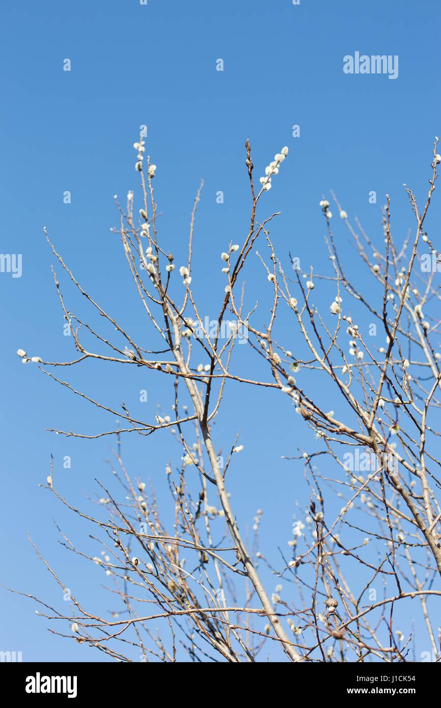 Tiny new white buds on a tree in early spring in Minnesota, USA Stock ...