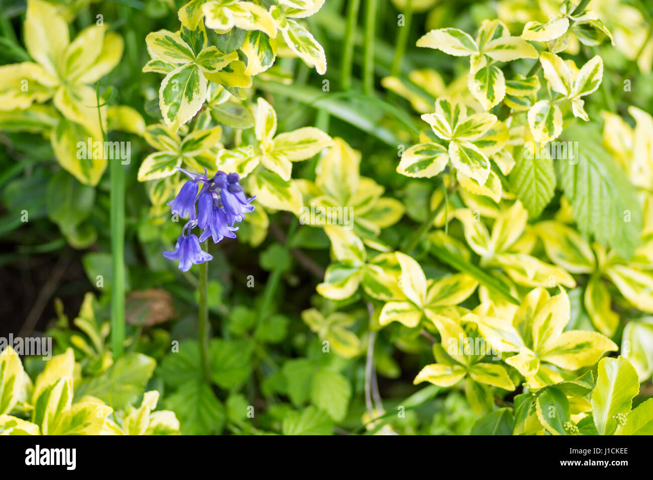 Blue bells in a garden Stock Photo - Alamy