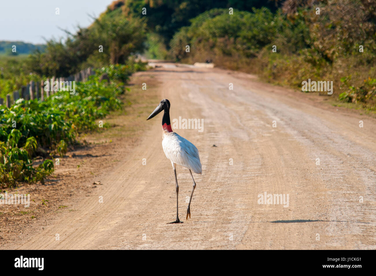 Tuiuiu bird is the symbol of the Pantanal of Mato Grosso, here crossing ...