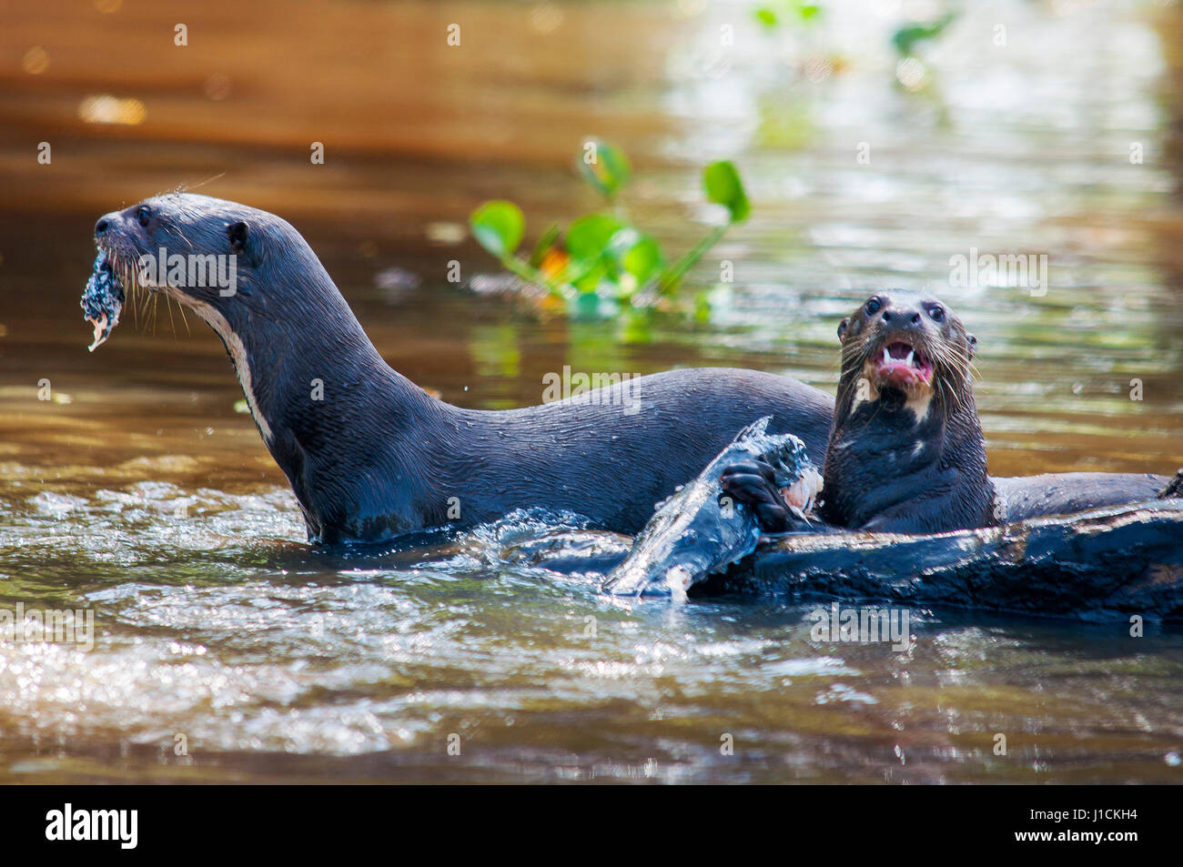 Giant brazilian otter hi-res stock photography and images - Alamy