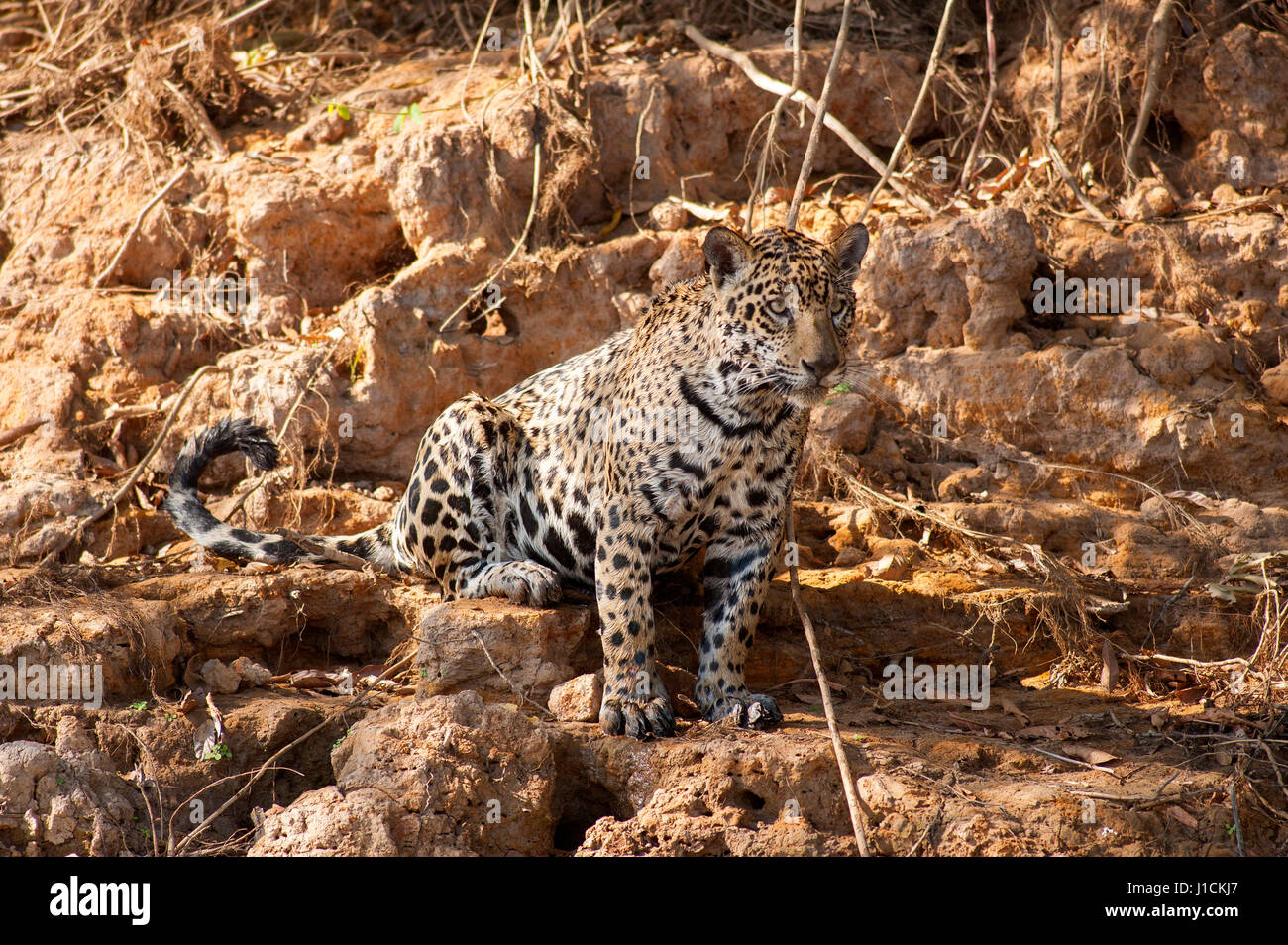 Jaguar is the biggest carnivore in South America at Pantanal Of Mato ...