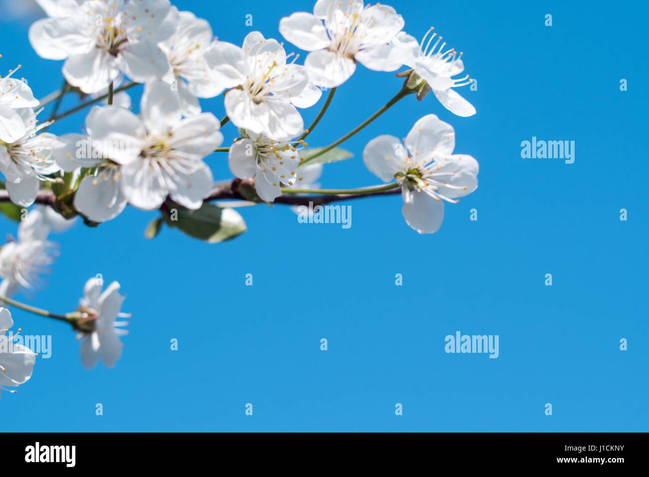 Flowering tree. Close-up of flowers on the branches, spring background ...