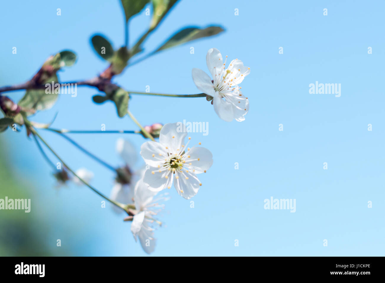 Flowering tree. Close-up of flowers on the branches, spring background ...