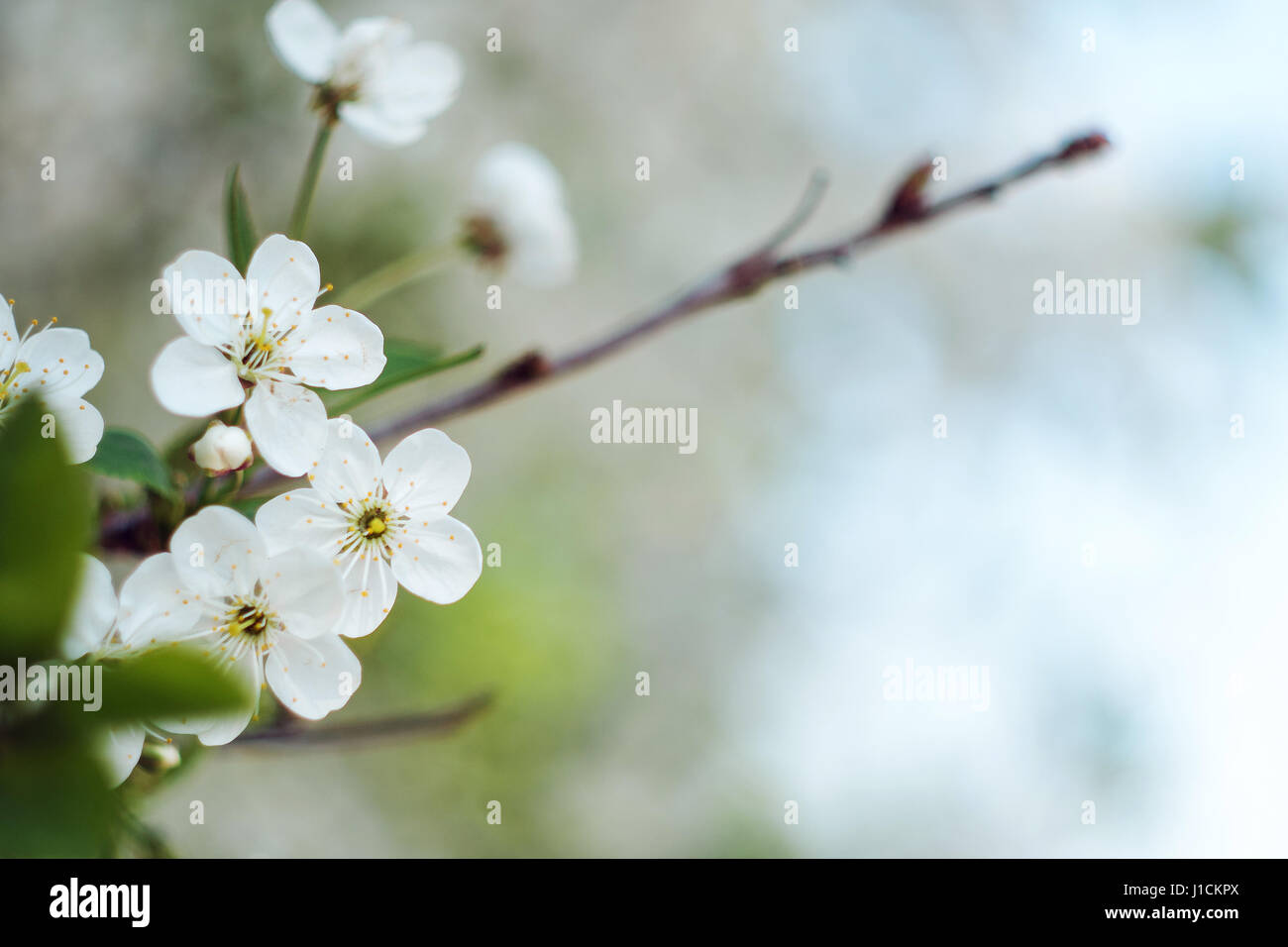 Flowering tree. Close-up of flowers on the branches, spring background ...