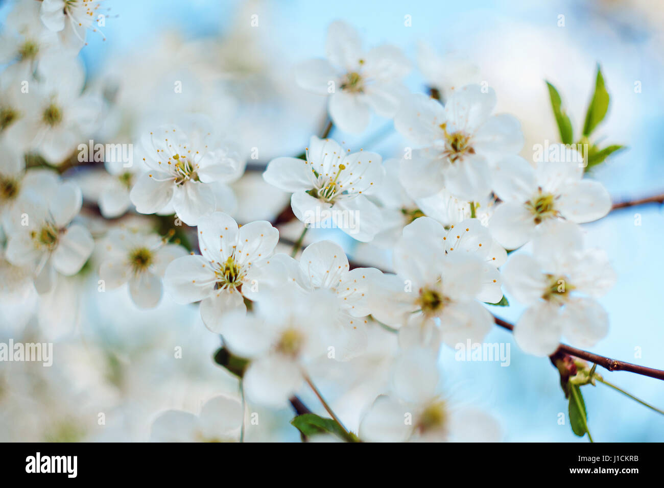 Flowering tree. Close-up of flowers on the branches, spring background ...