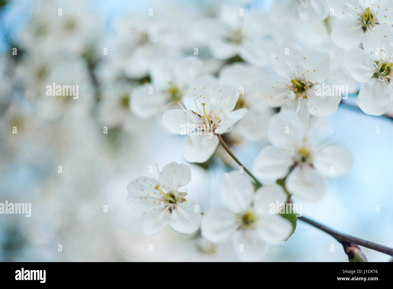 Flowering tree. Close-up of flowers on the branches, spring background ...